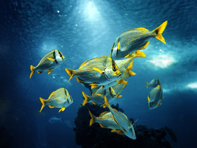 Deep blue see I - 54ka [photo blog]