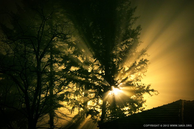 Tree Night Light - 54ka [photo blog]