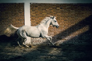 Beautiful arabian white horse - 54ka [photo blog]
