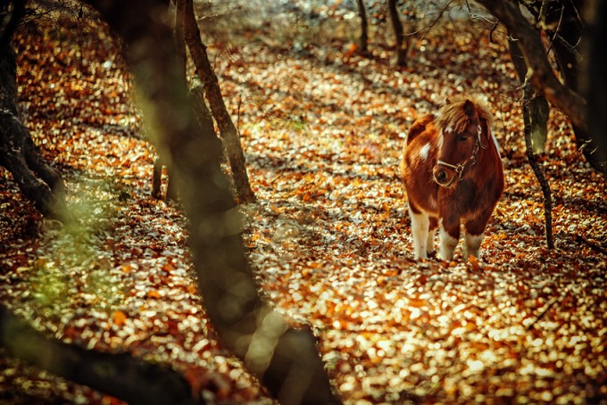 Little horse – Pony in the autumn forest - 54ka [photo blog]