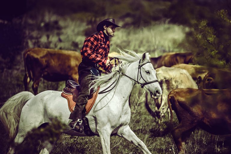 Cowboy riding white horse - 54ka [photo blog]