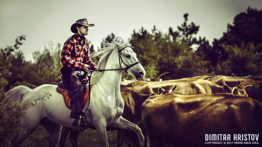 Wild West Cowboy – Cattle Drive – Equestrian photography by Dimitar ...