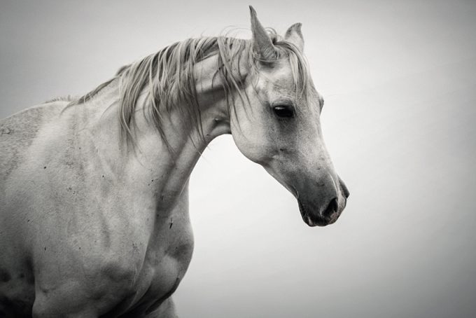 White Horse Winter Mist Portrait - 54ka [photo blog]