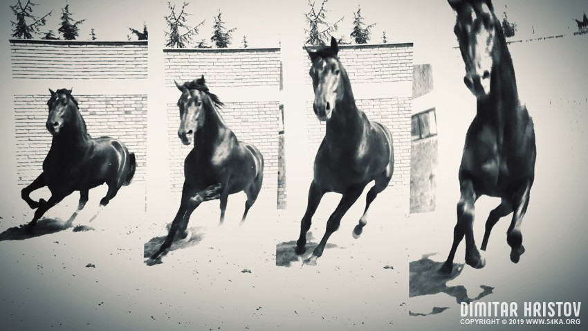 Horse Action Photography by Dimitar Hristov - 54ka [photo blog]