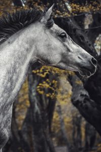 Arabian horse close-up portrait autumn in the forest - 54ka [photo blog]