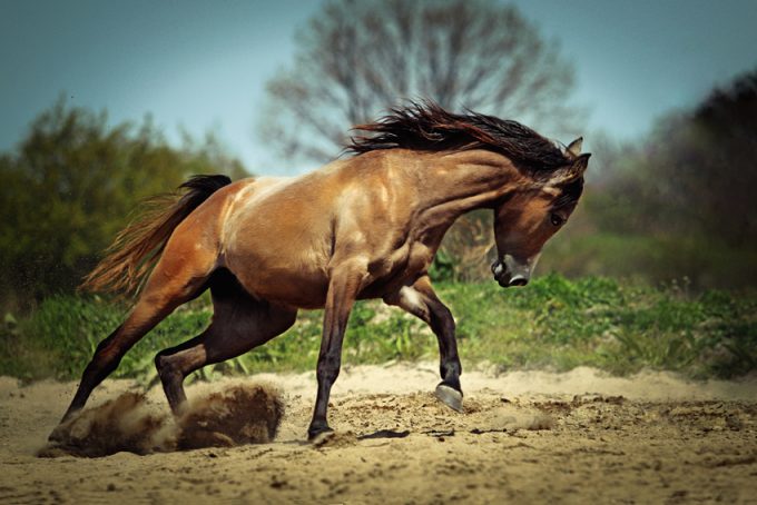 Stallion run gallop in spring meadow - 54ka [photo blog]