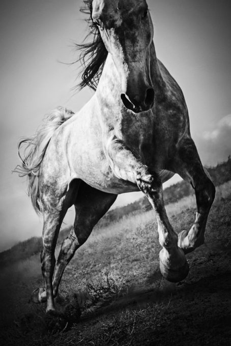 Wild mustang horse jumping - 54ka [photo blog]