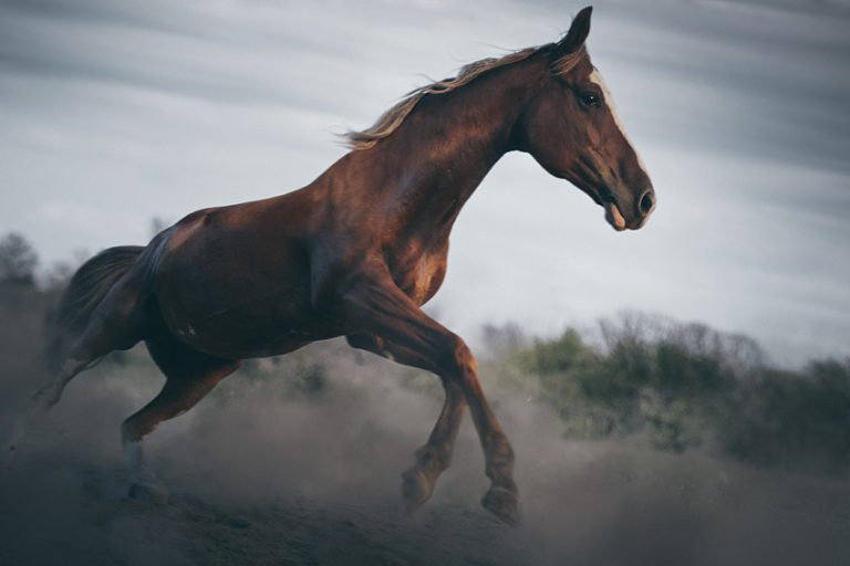 Horse galloping – close up action photography - 54ka [photo blog]