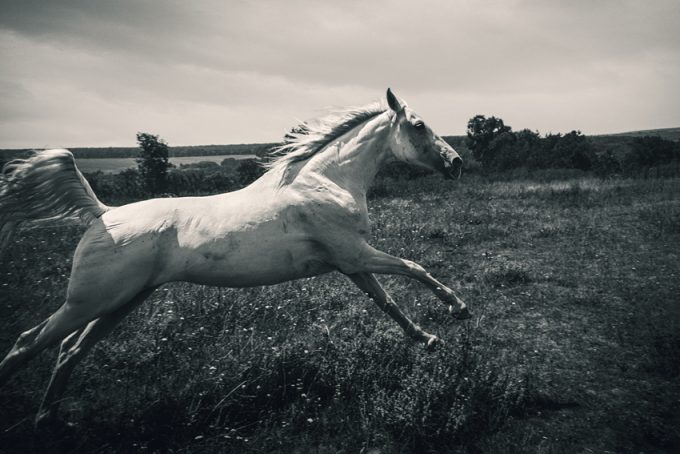 Horse running gallop in spring meadow - 54ka [photo blog]