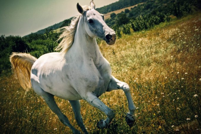 A white horse gallops across a summer meadow - 54ka [photo blog]